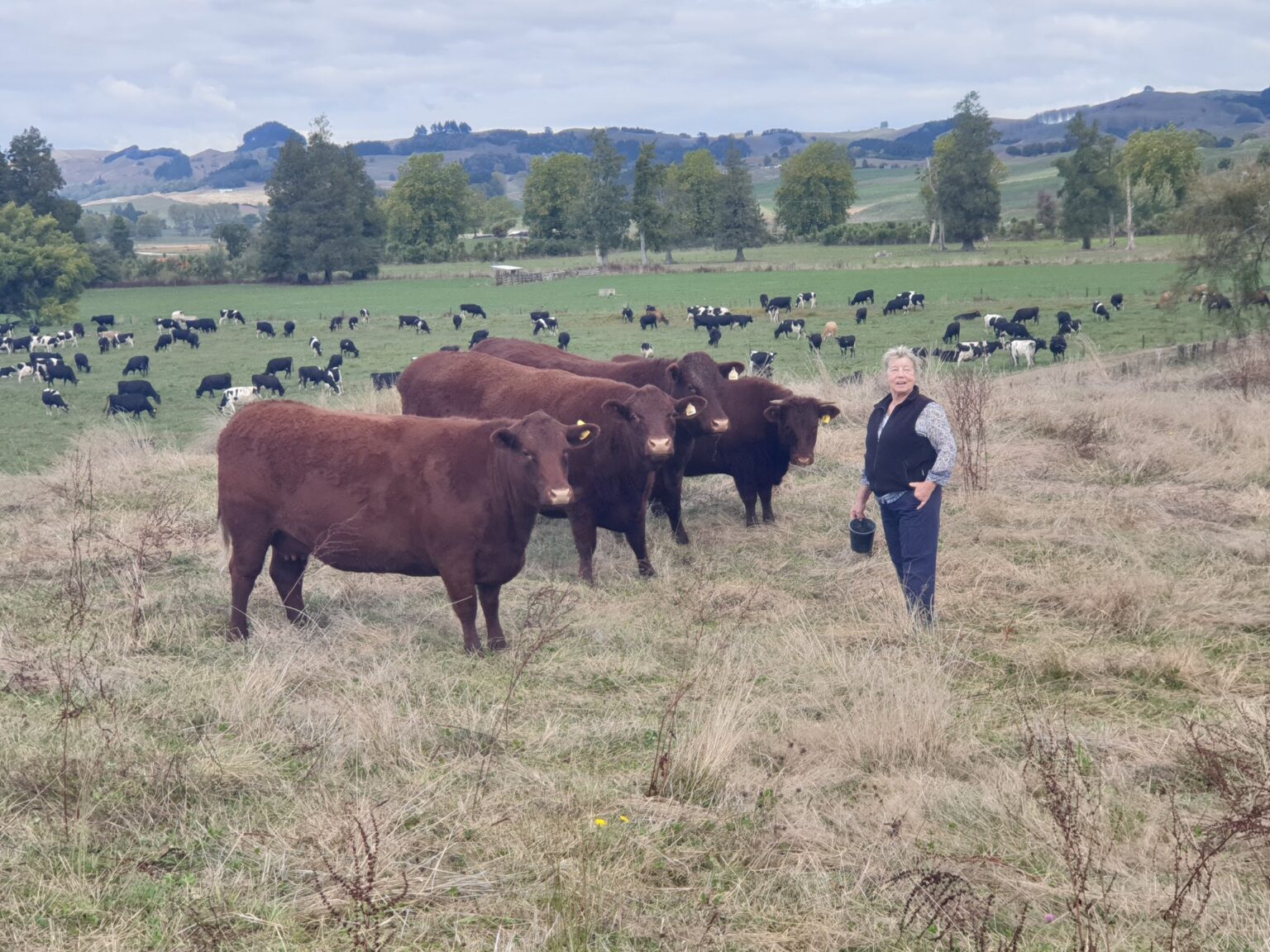 Breed Features – Red Devon Cattle Breeders Association