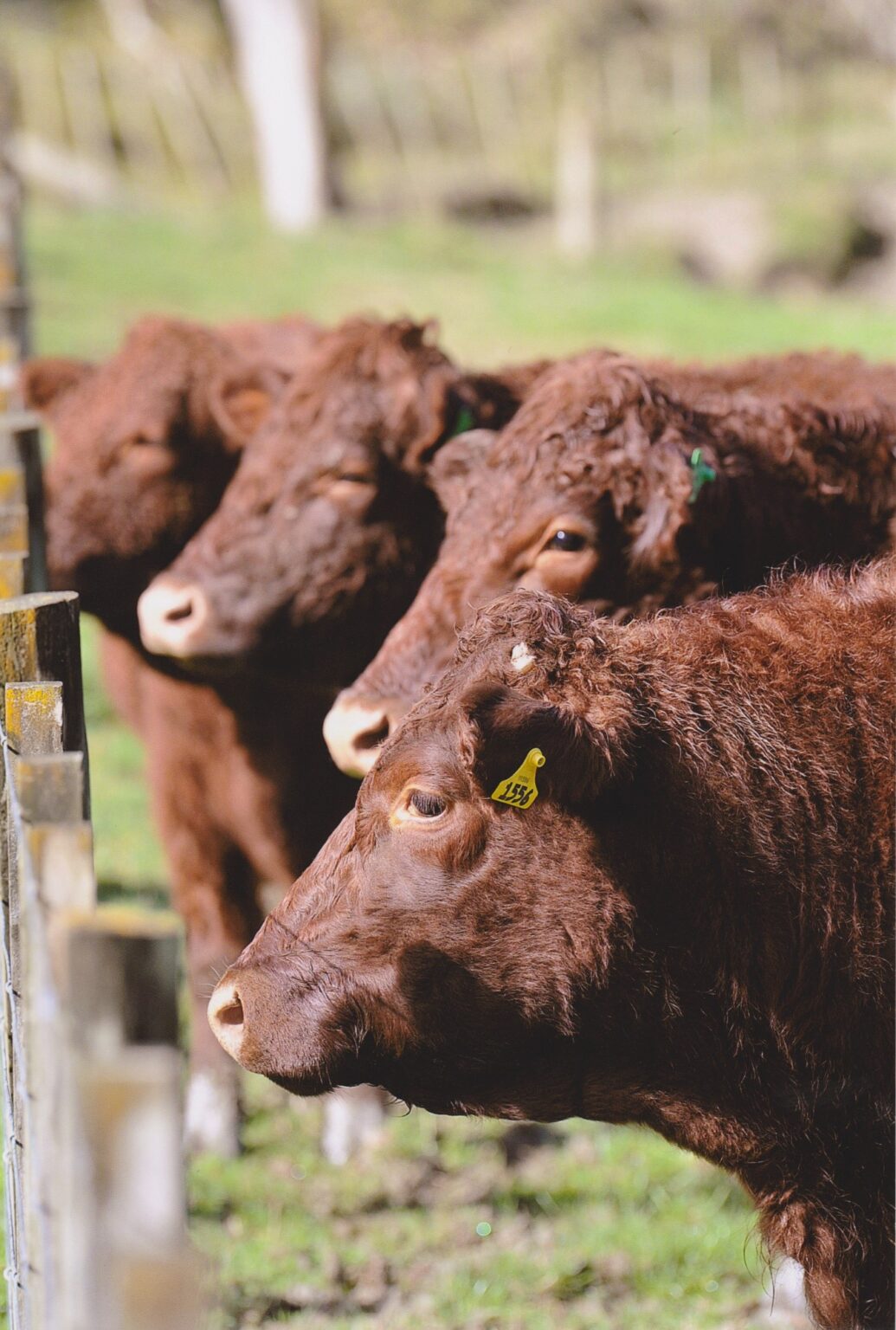 Why Breed Red Devon – Red Devon Cattle Breeders Association