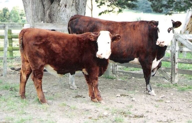 Cross Breeding – Red Devon Cattle Breeders Association