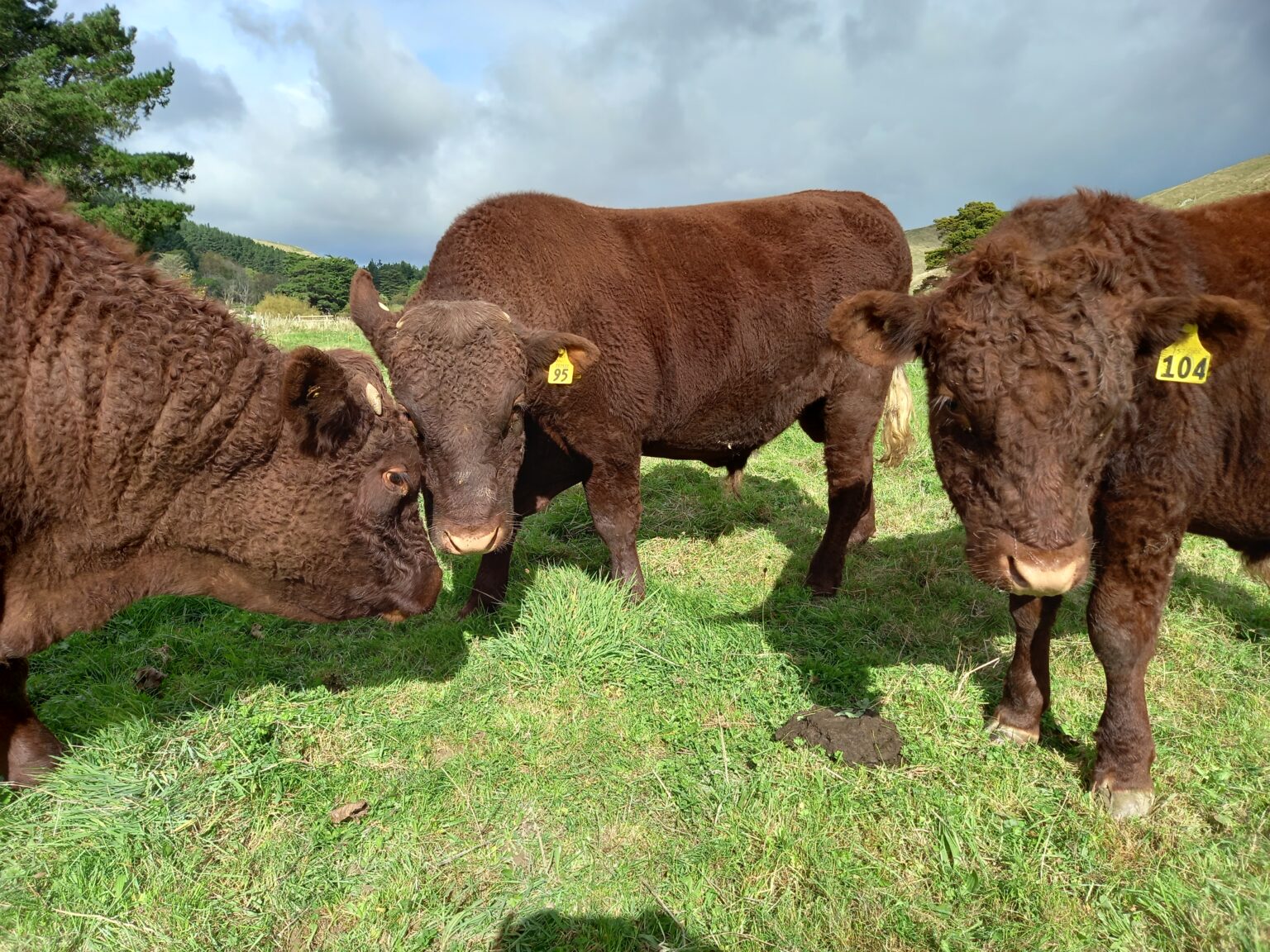 Rising 2 Year Old Bulls – Red Devon Cattle Breeders Association