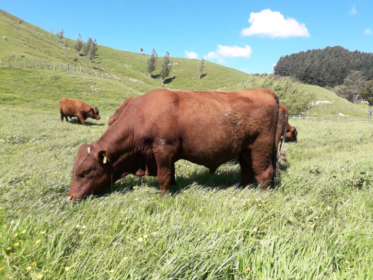 Gallery – Red Devon Cattle Breeders Association