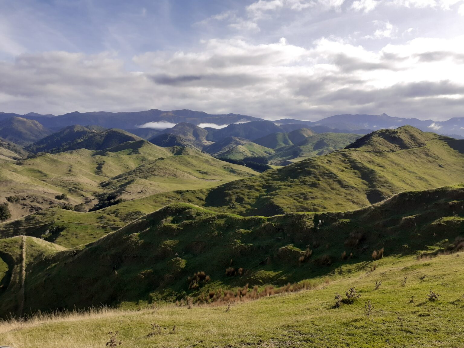 Millstone Red Devon Stud – Red Devon Cattle Breeders Association