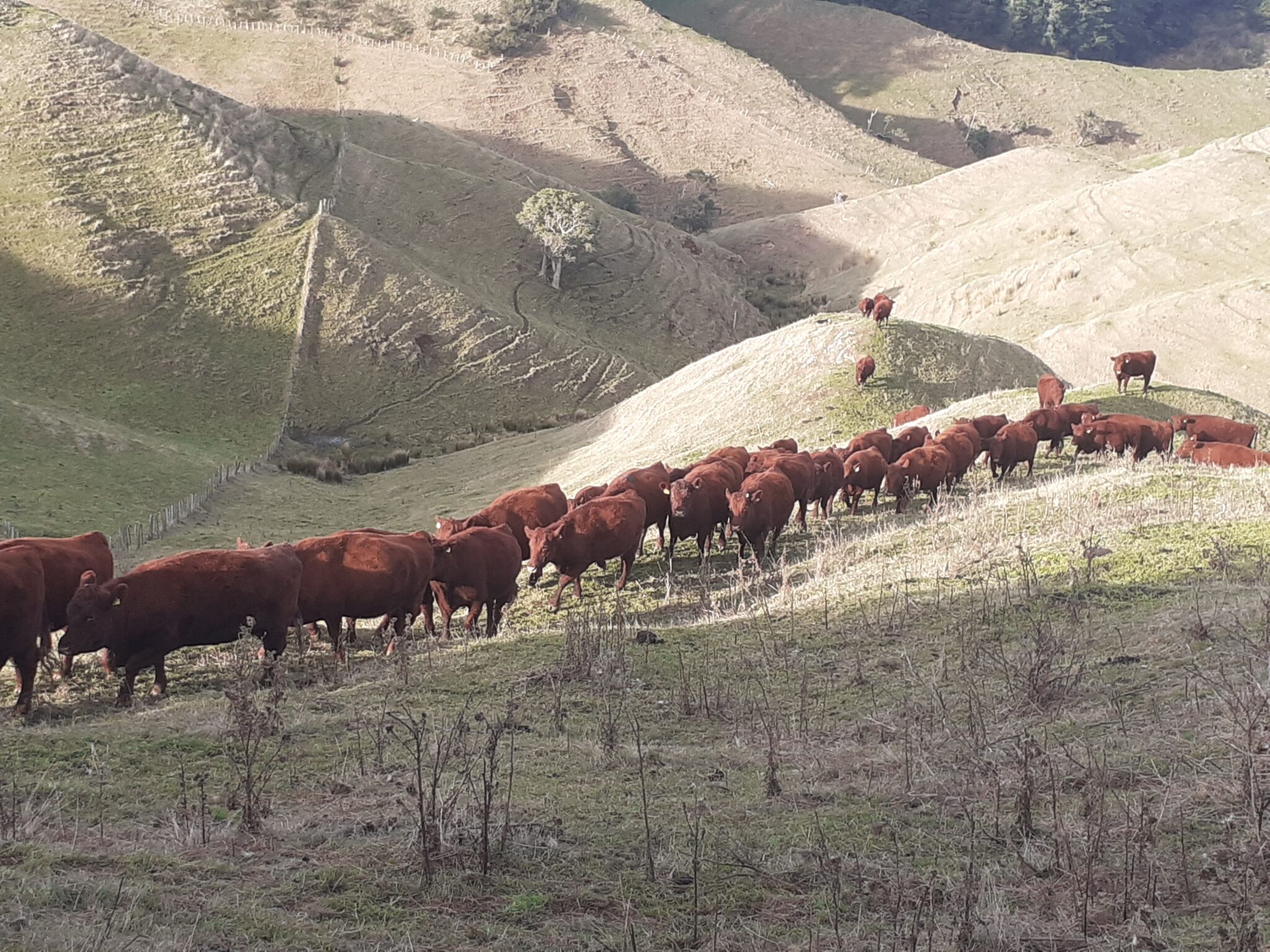 Millstone Red Devon Stud – Red Devon Cattle Breeders Association