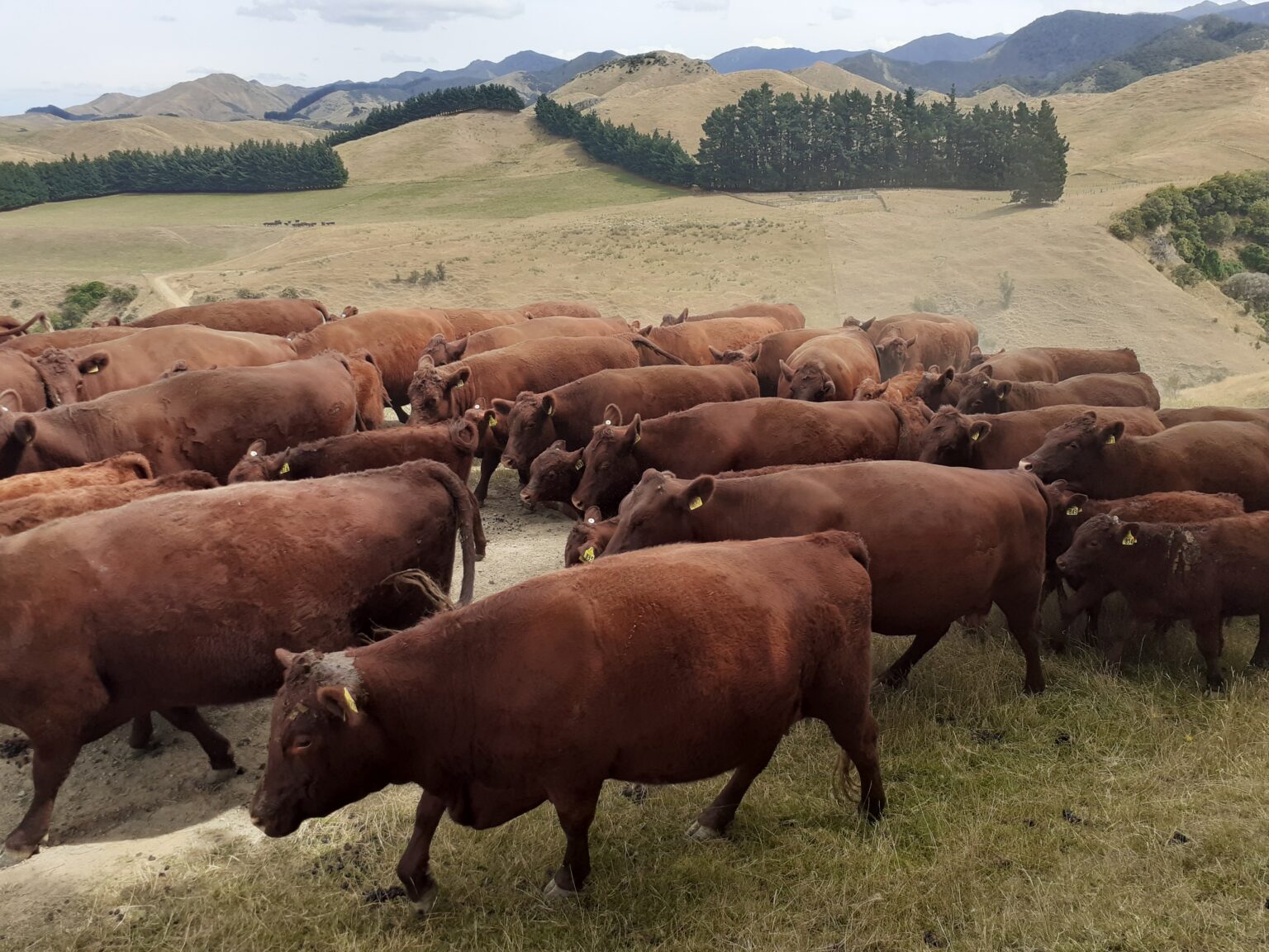 Millstone Red Devon Stud – Red Devon Cattle Breeders Association