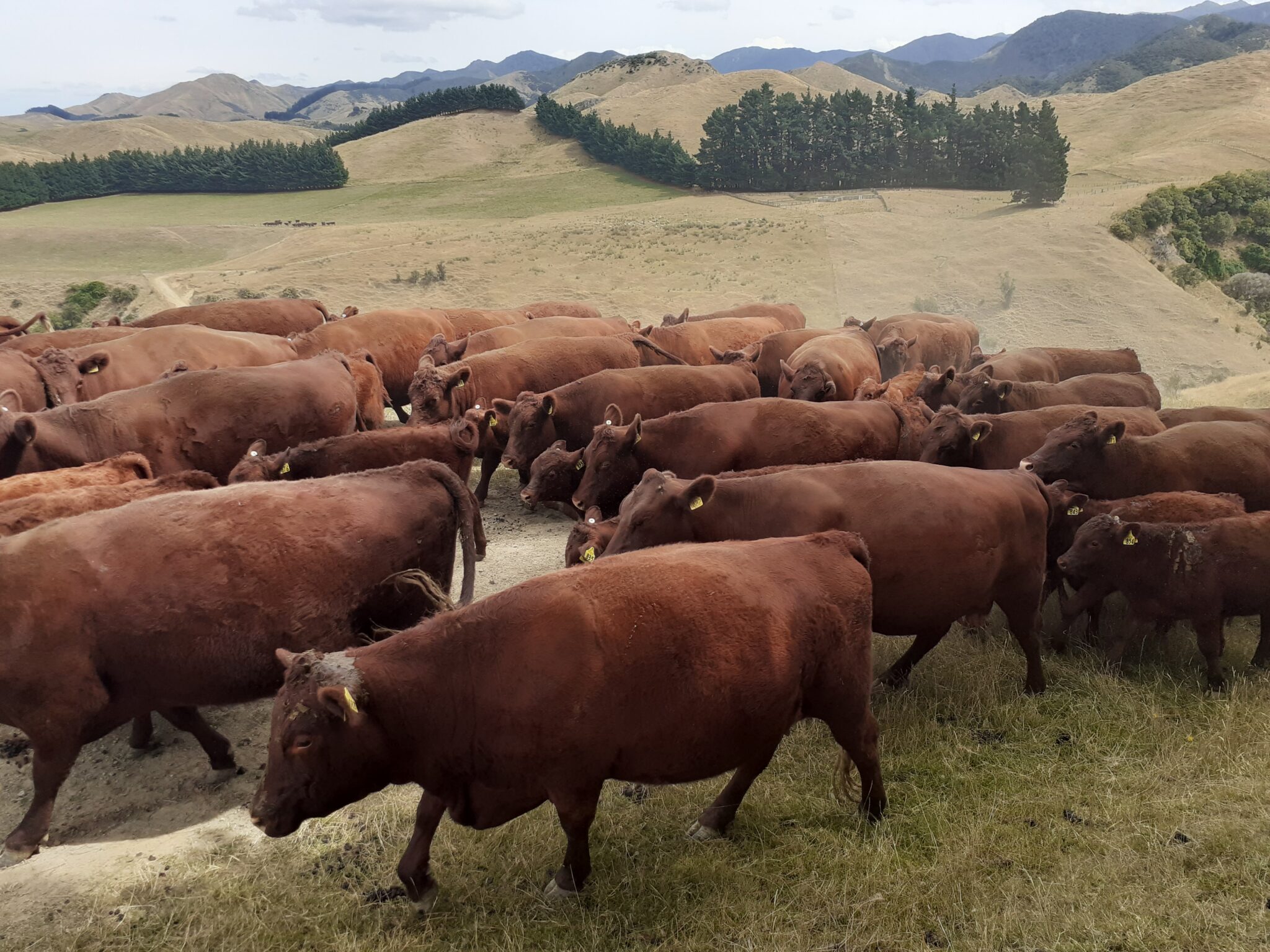 Millstone Red Devon Stud – Red Devon Cattle Breeders Association