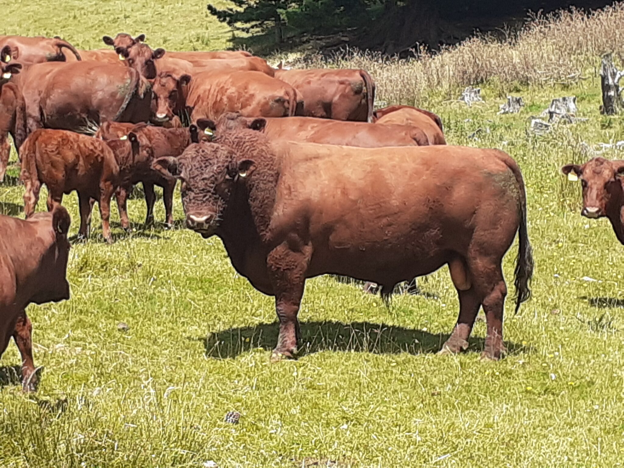 Millstone Red Devon Stud – Red Devon Cattle Breeders Association