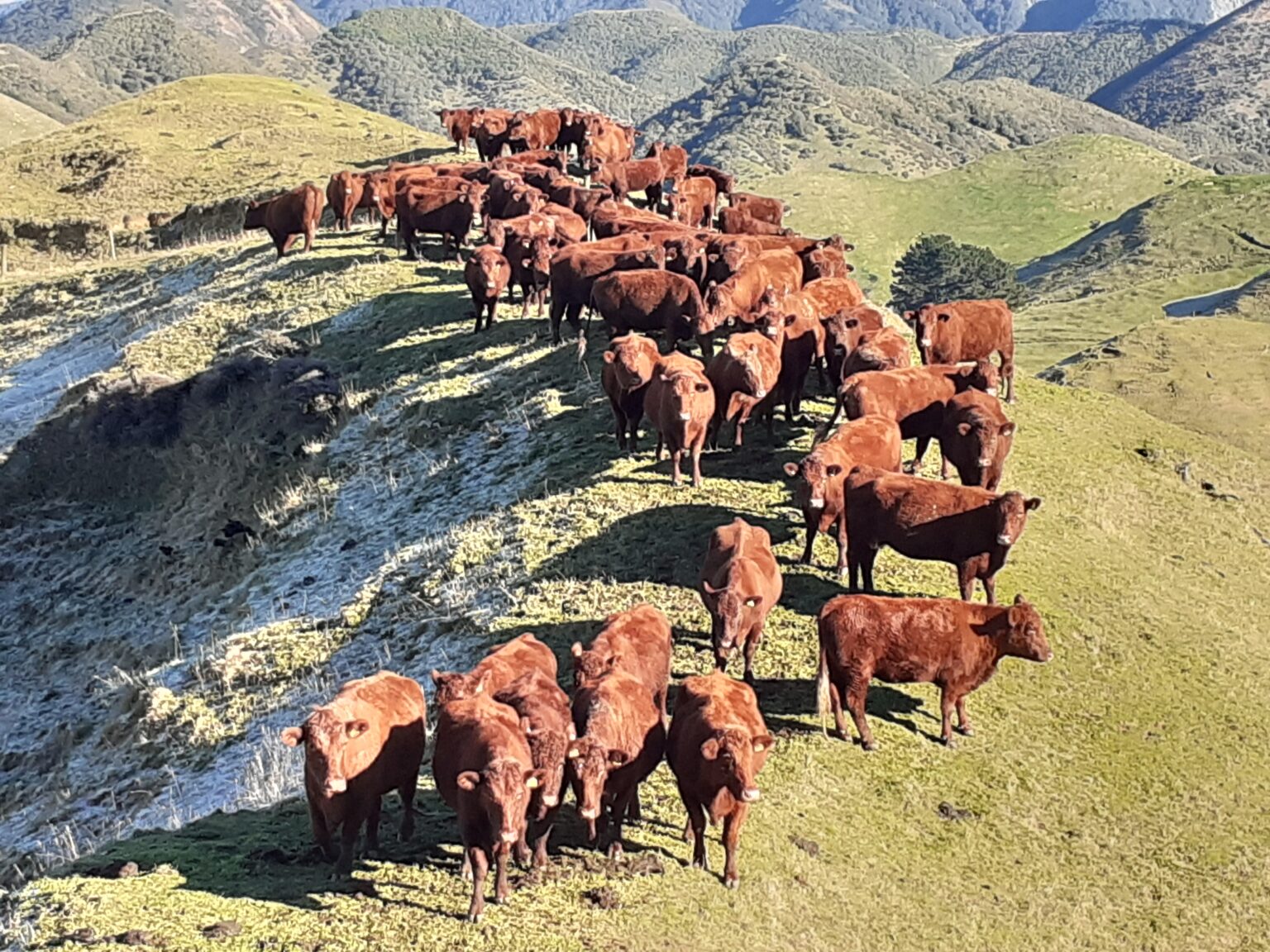 Millstone Red Devon Stud – Red Devon Cattle Breeders Association